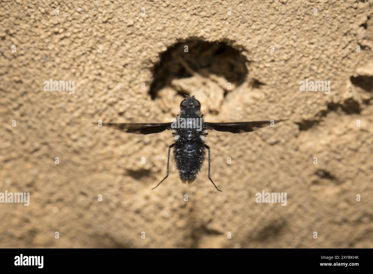 Mourning hoverfly, Anthrax anthrax, bee fly Stock Photo - Alamy