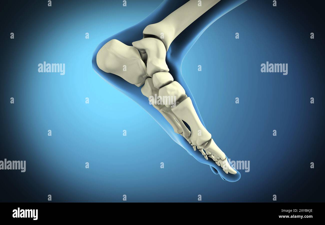 X-ray view of bones in human foot Stock Photo - Alamy