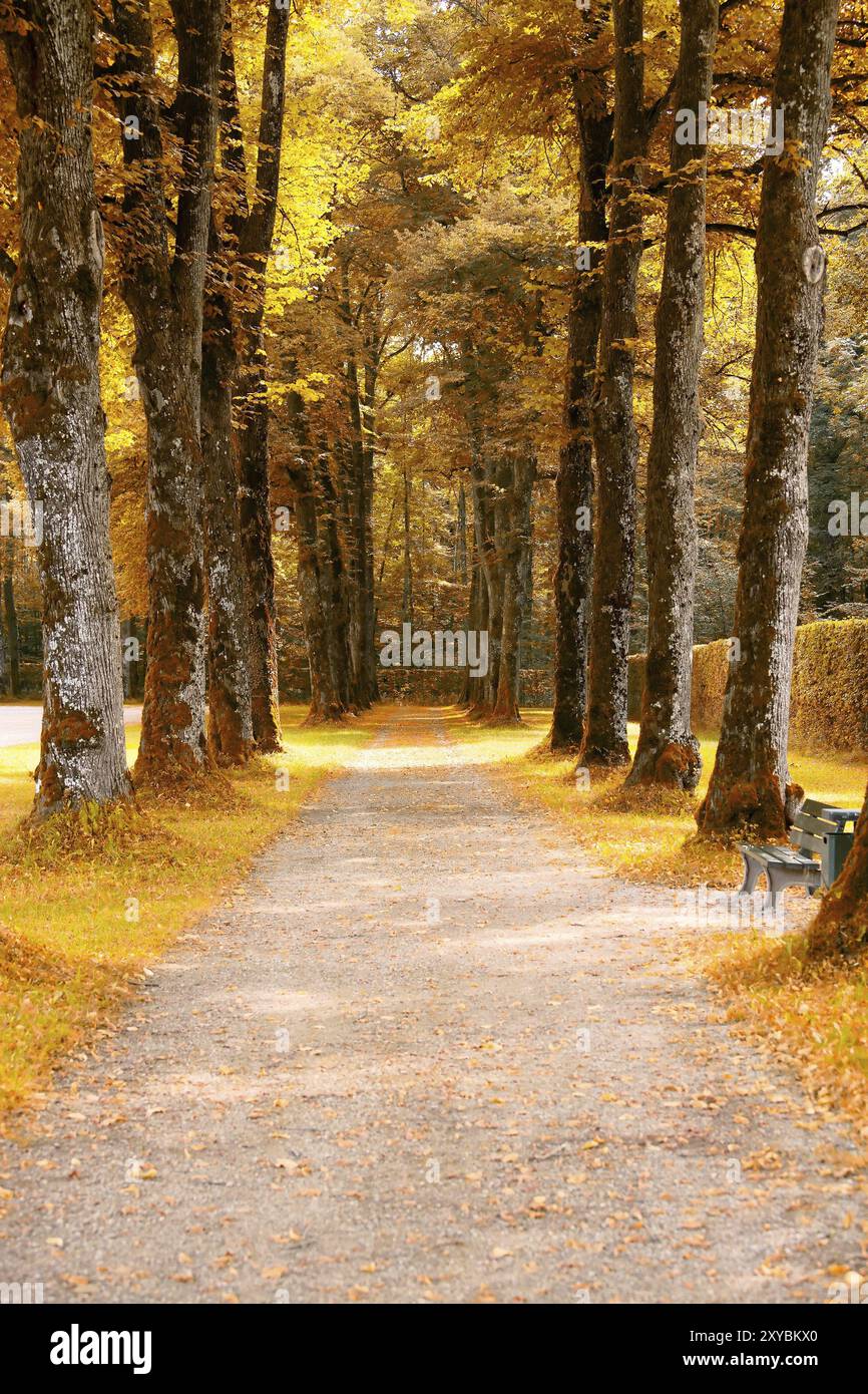 Autumn alley in the park Stock Photo - Alamy