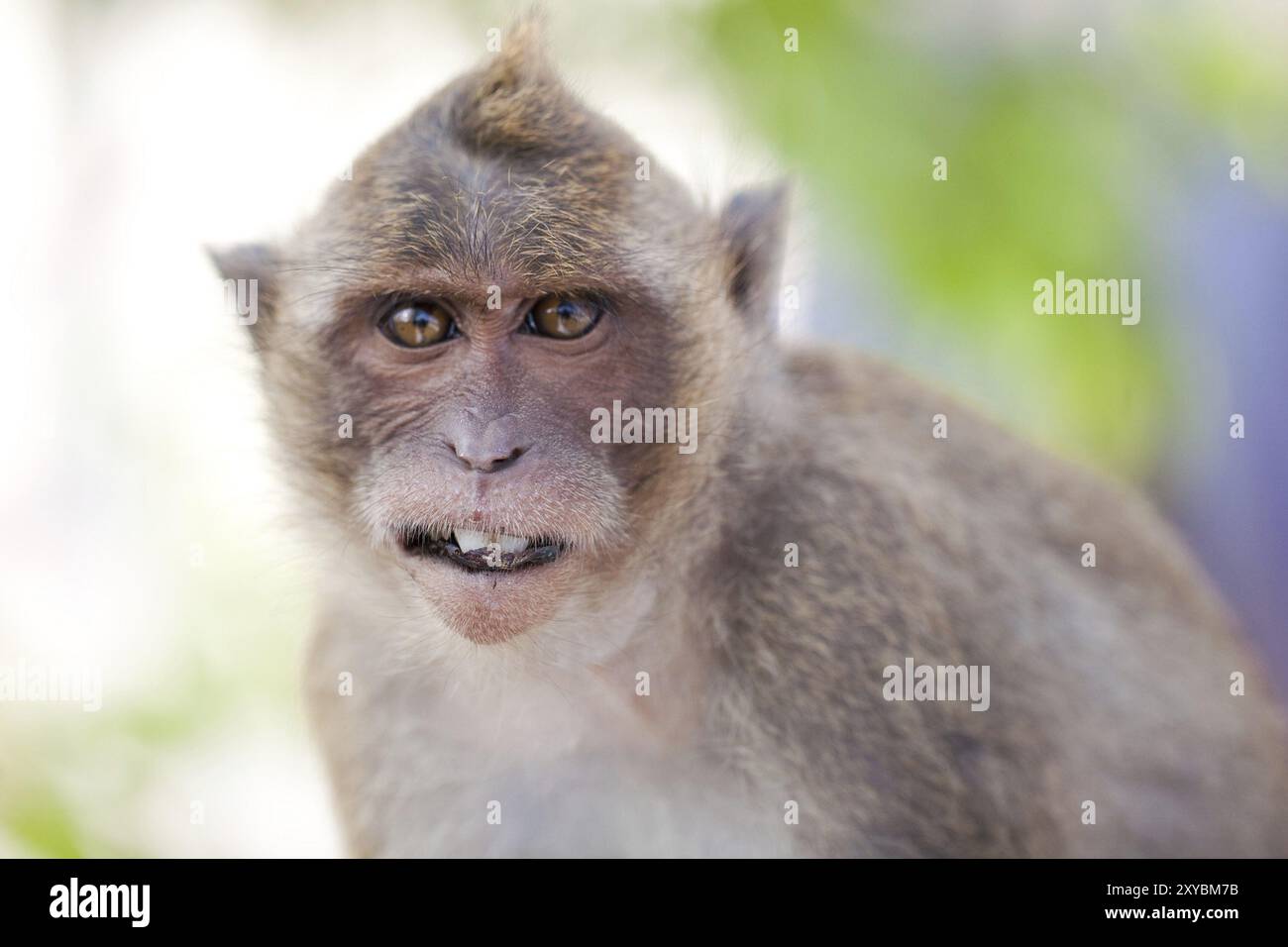 Funny monkey hi-res stock photography and images - Alamy