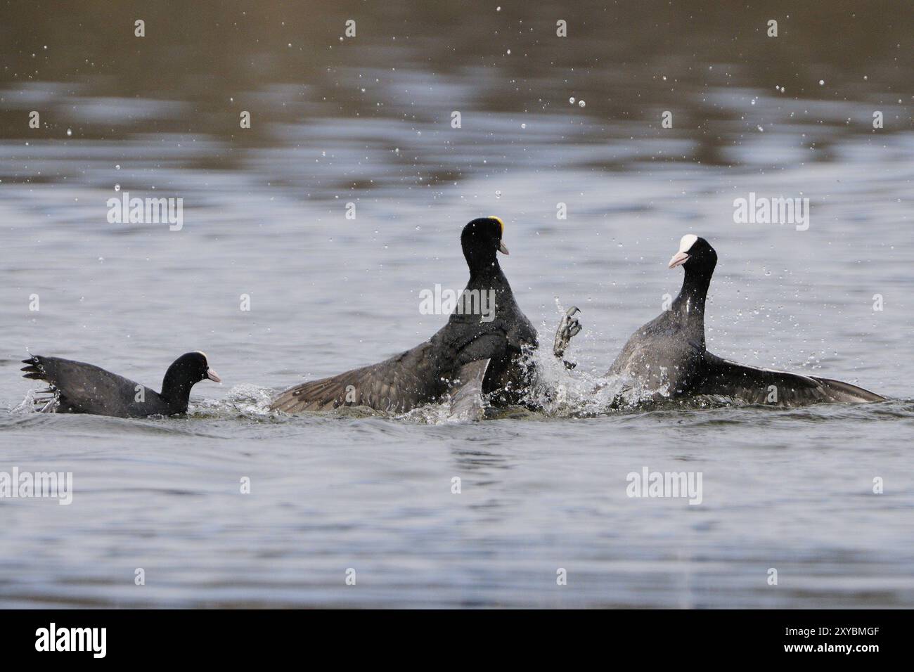 Eurasian Coot fighting for territory, Black Coot, Fulica atra, Eurasian ...