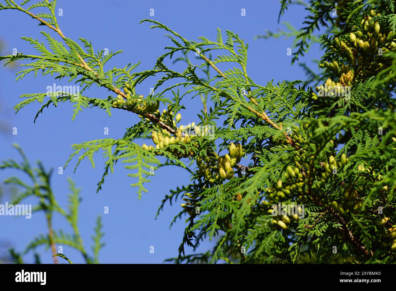 Close up Thuja occidentalis, northern white-cedar, eastern white-cedar ...