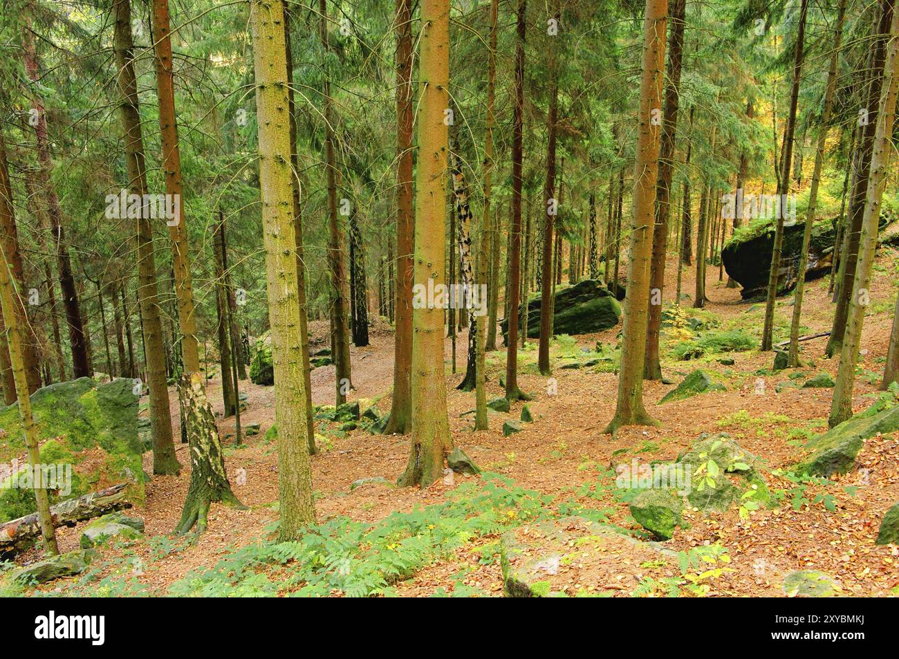 Sandstone rock in the forest, sandstone rock in forest 28 Stock Photo ...