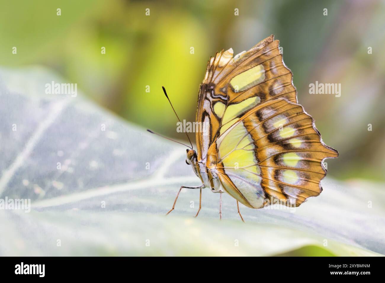 Papilio dido hi-res stock photography and images - Alamy