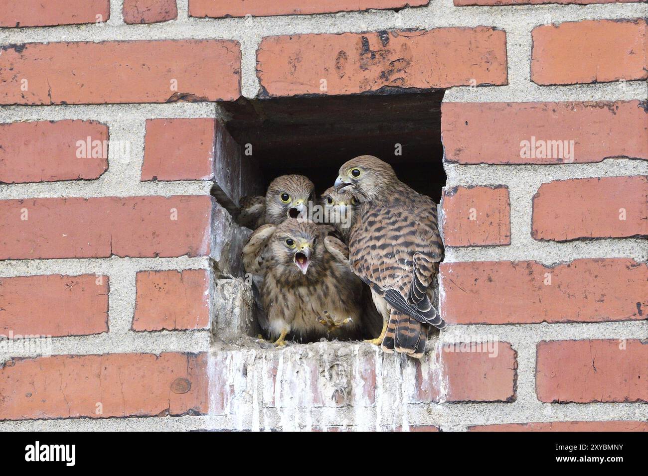 Common kestrel first flight attempt. Young kestrels making their first ...