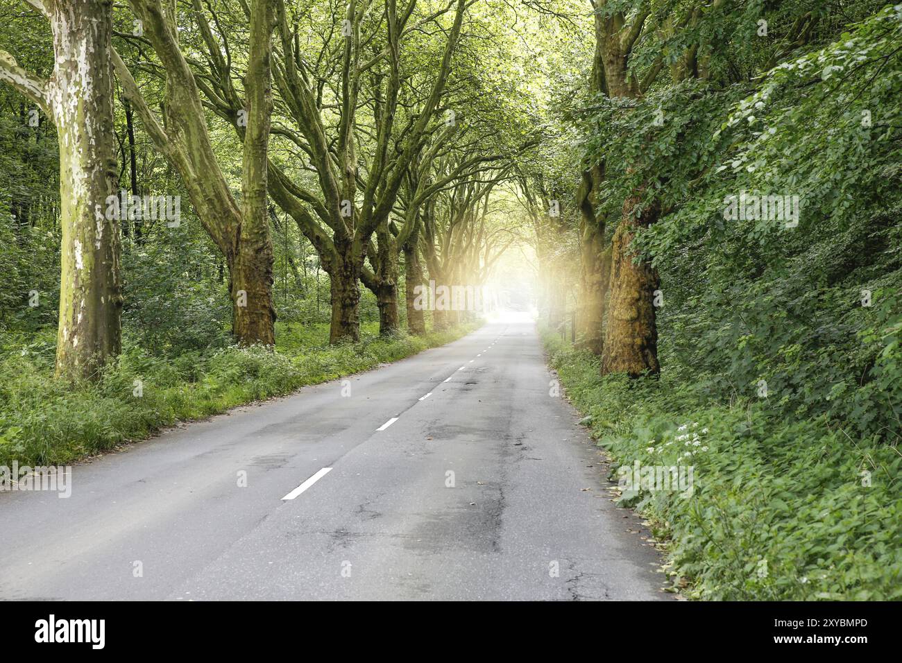 Avenue with plane trees and road in spring Stock Photo - Alamy