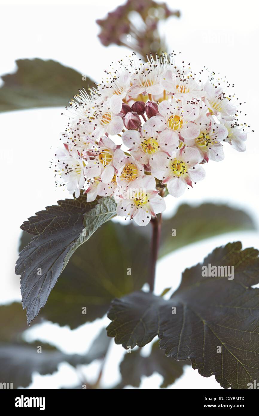 Flowering devil's bush (Physocarpus opulifolius) on white Stock Photo ...