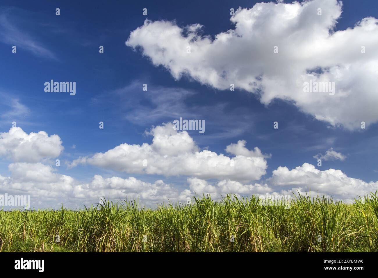 Cuba sugar plantations hi-res stock photography and images - Alamy