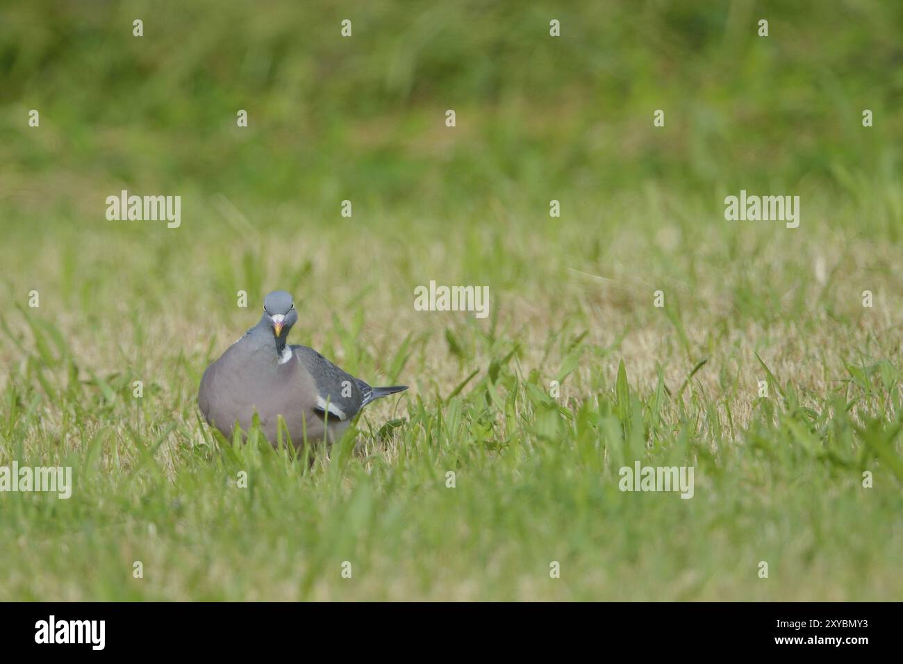 Common wood pigeon Columba palumbus on farmland, Wood pigeon foraging ...