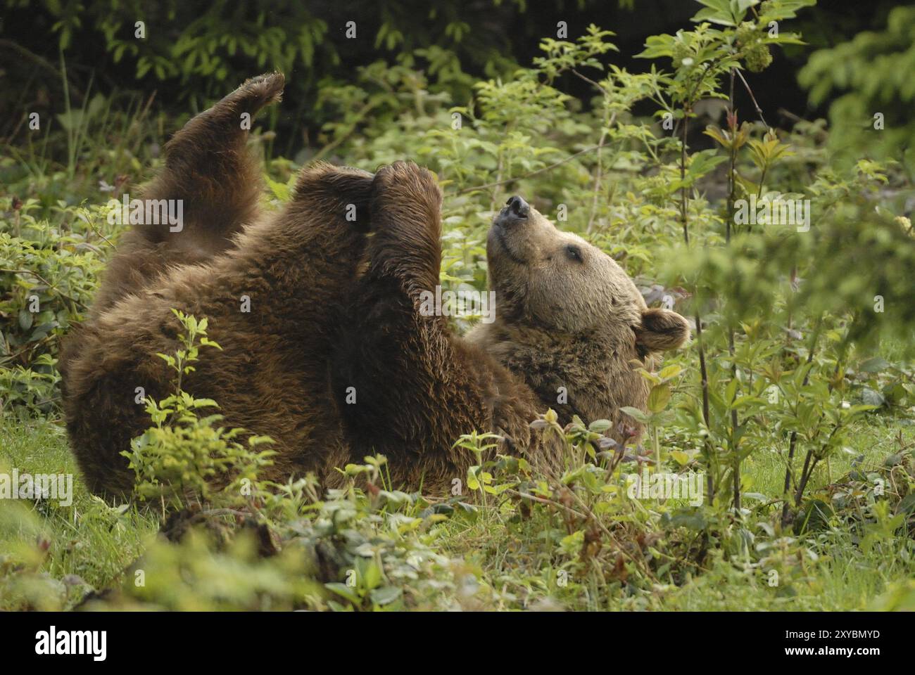 Brown bear at play. Brown Bear at play Stock Photo - Alamy