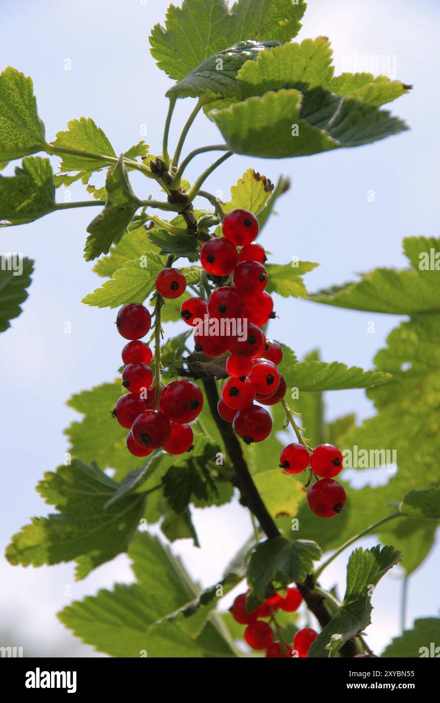 Currant wallpaper hi-res stock photography and images - Alamy
