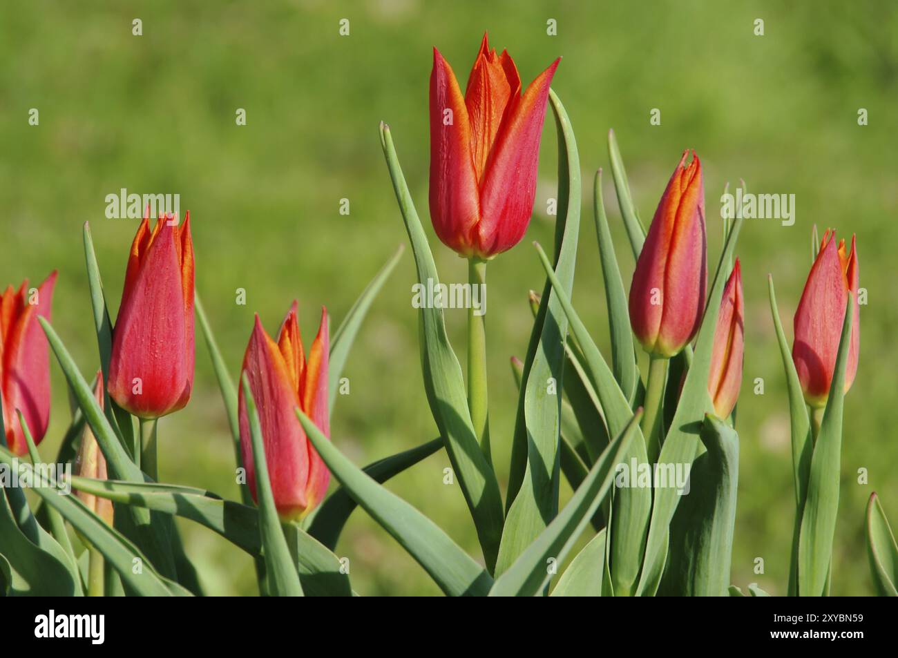 Tulip red, tulip red Stock Photo - Alamy