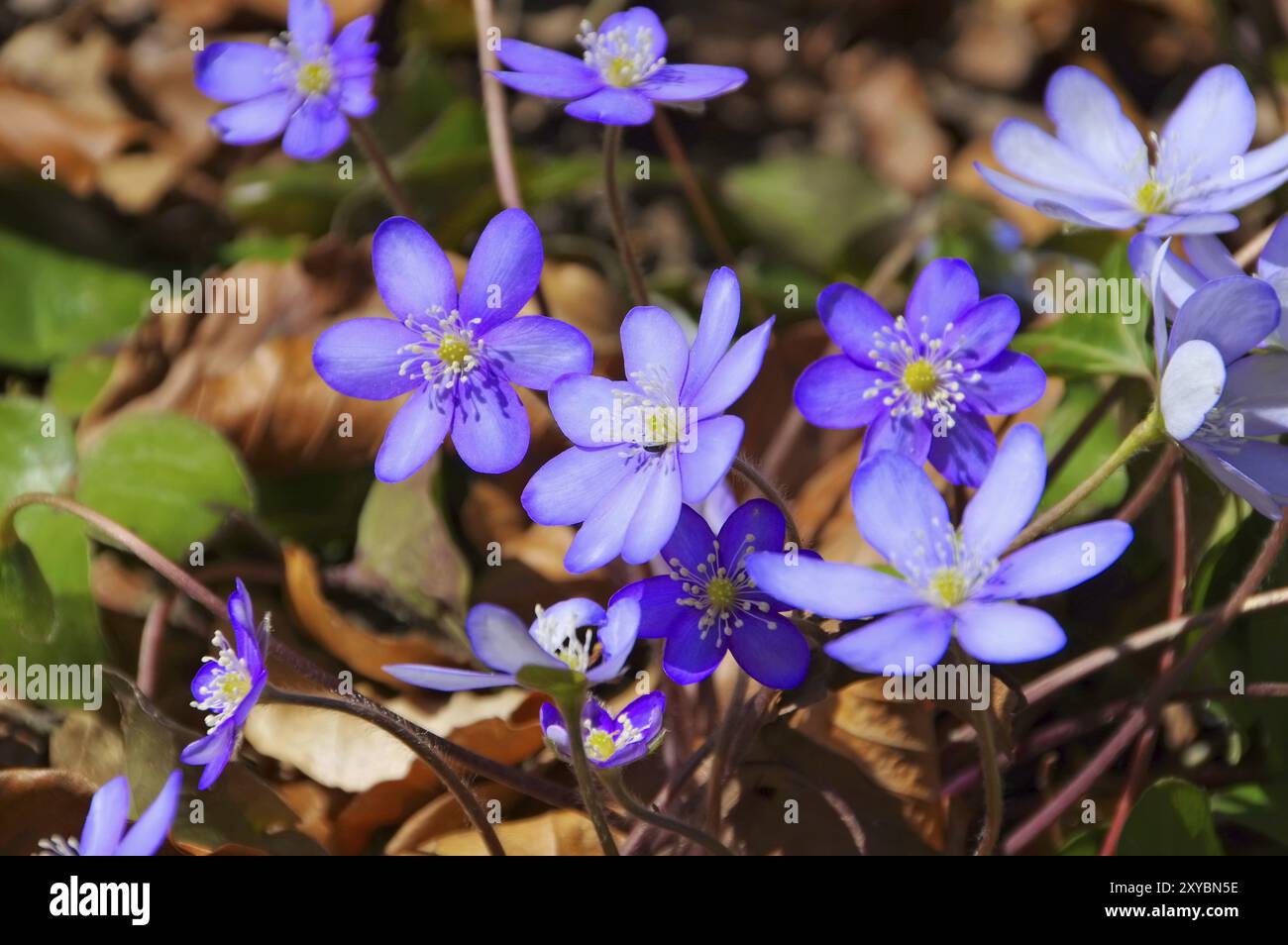Liverwort in spring, blue Hepatica nobilis flower blooming in spring ...