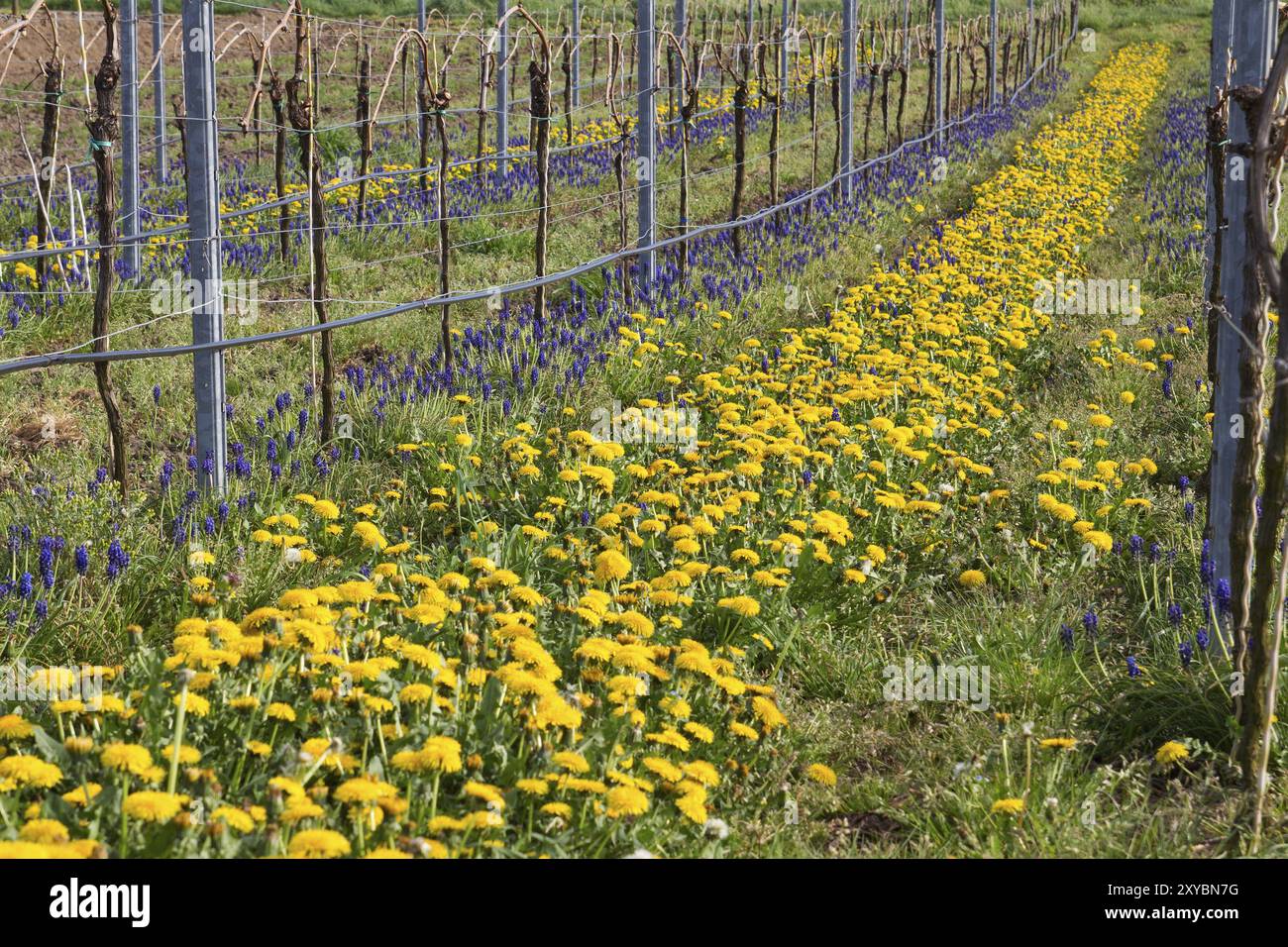 Vineyard in spring Stock Photo - Alamy