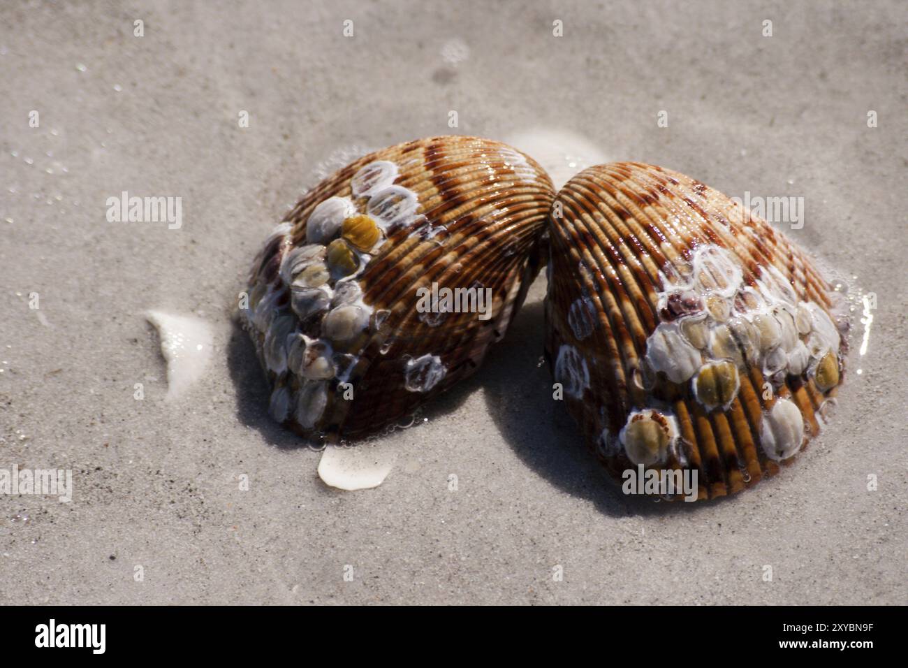 Giant cockle hi-res stock photography and images - Alamy