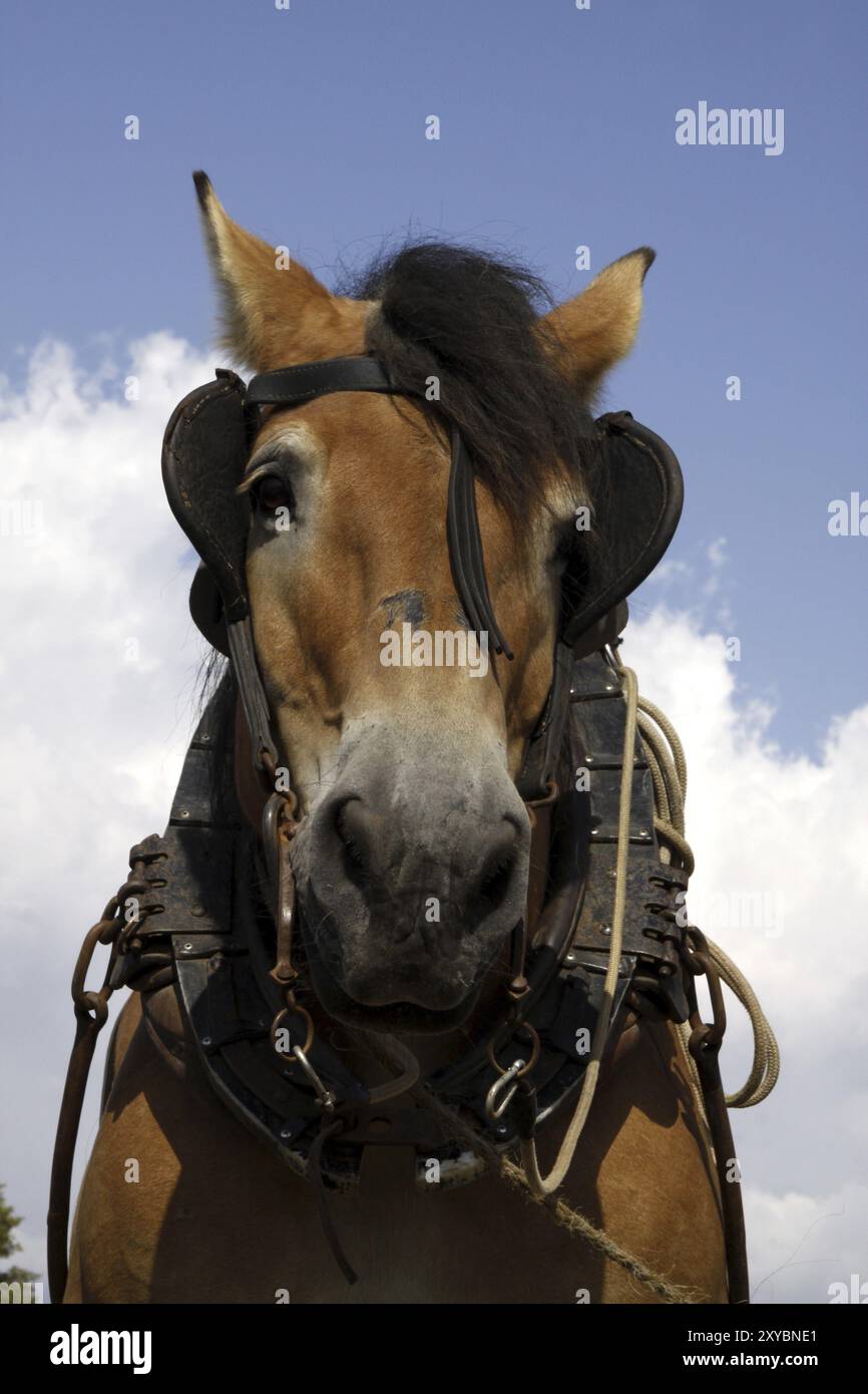 Ardennes horses hi-res stock photography and images - Alamy