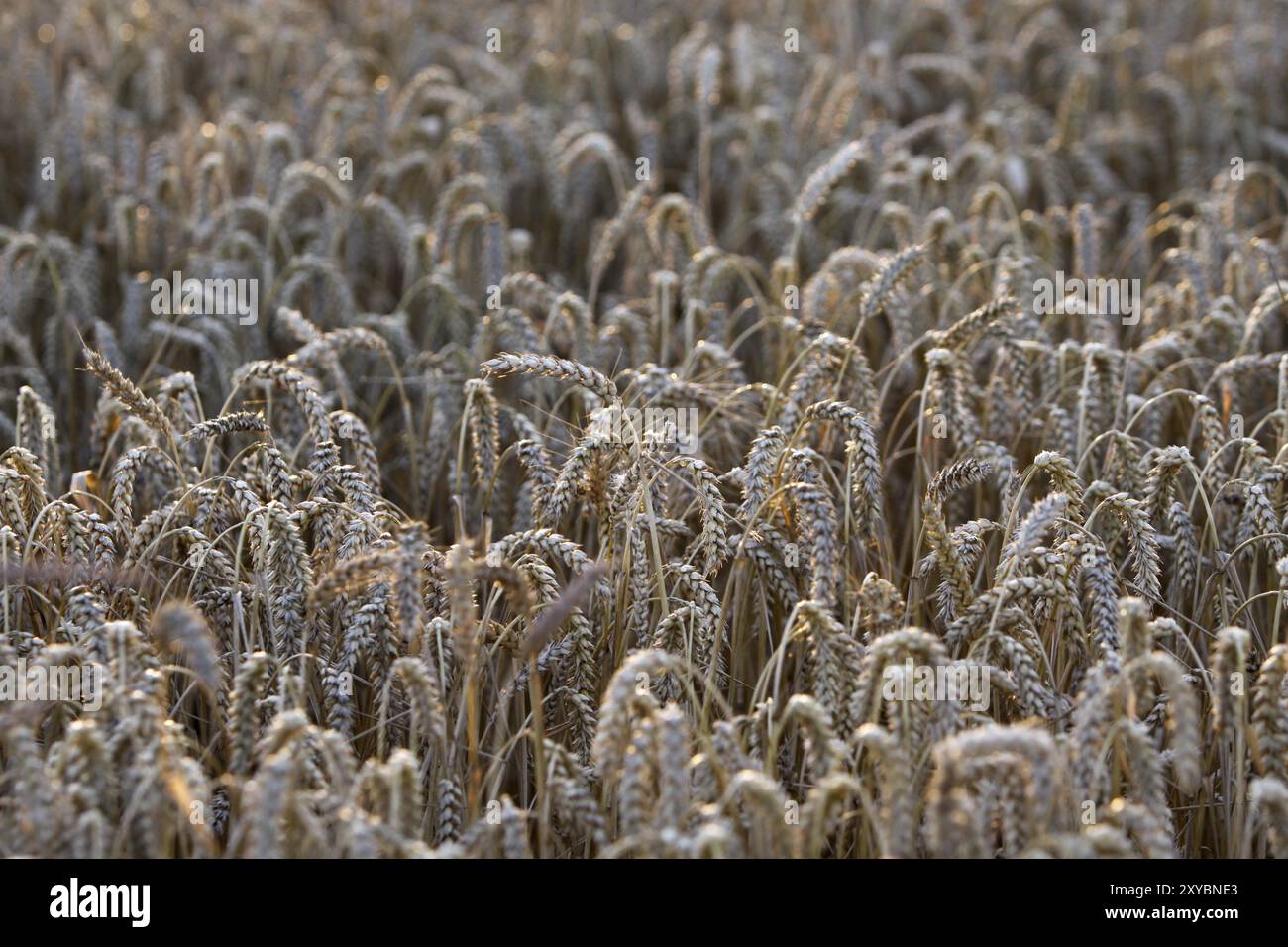 Ripe corn crops flowering heads hi-res stock photography and images - Alamy