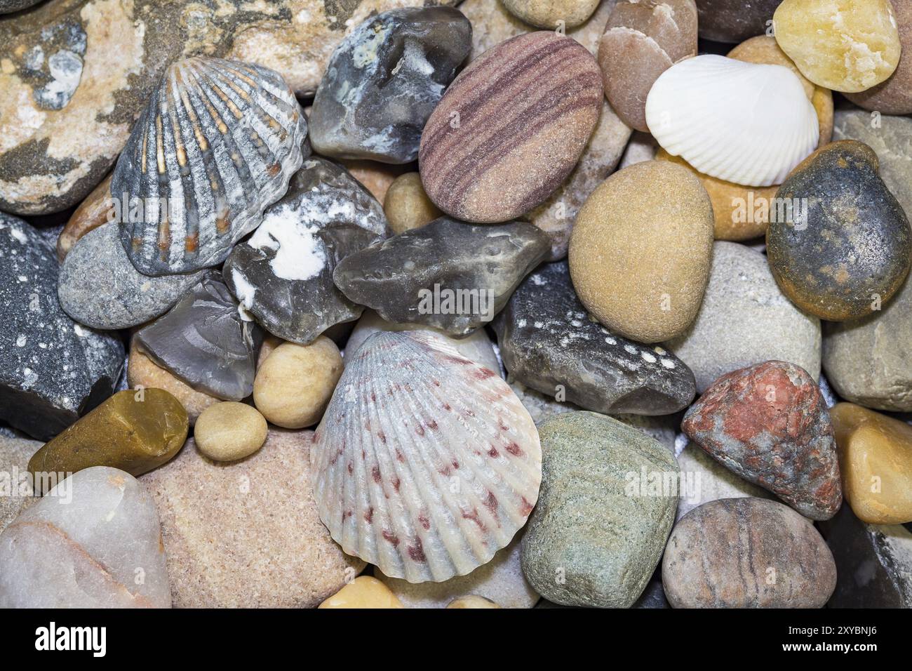 Various bivalves hi-res stock photography and images - Alamy