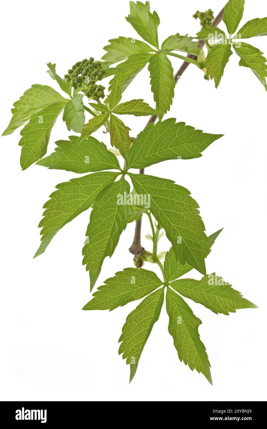 Wild vine in spring (Parthenocissus tricuspidata Stock Photo - Alamy