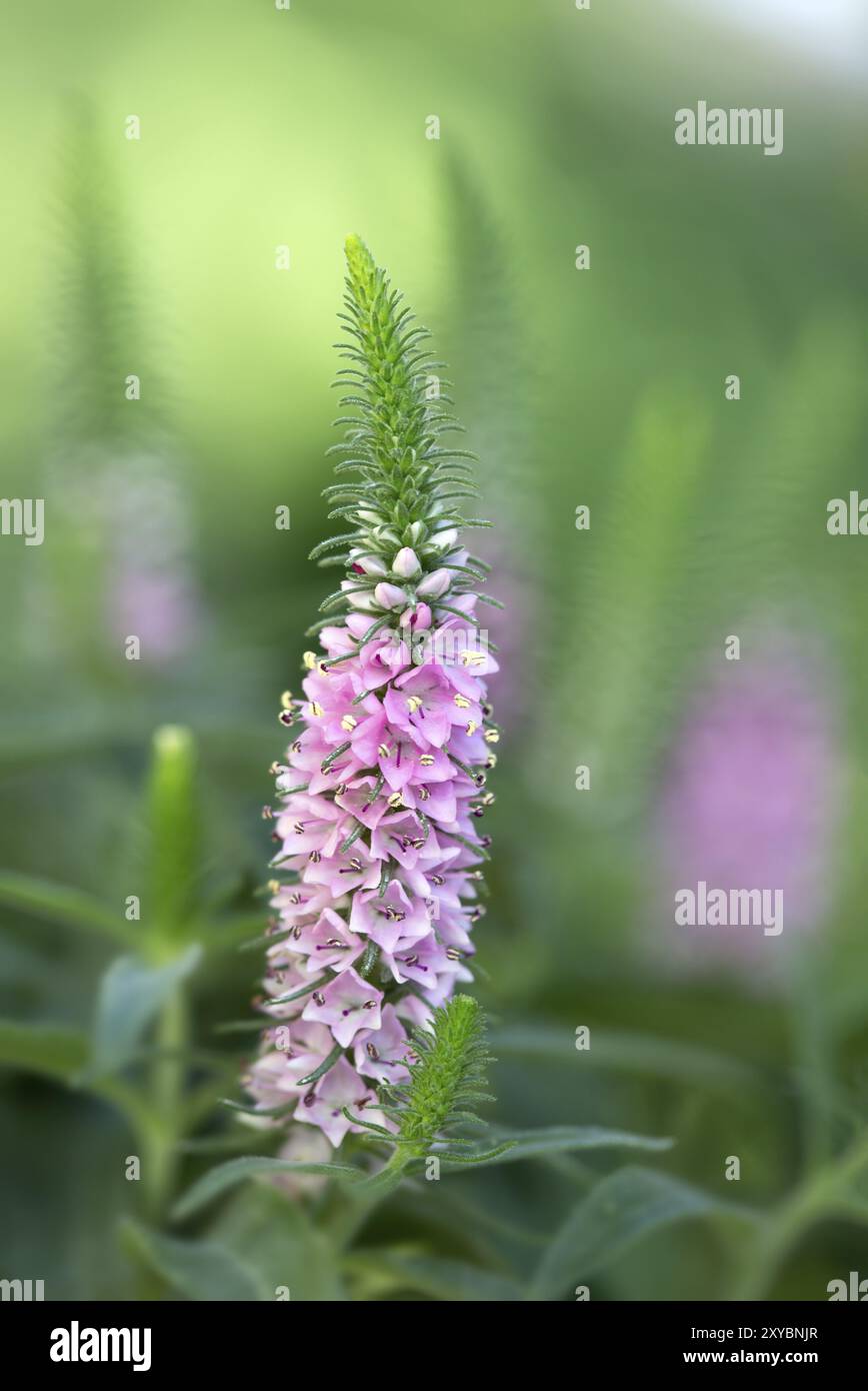Pink speedwell (Veronica spicata) in the garden Stock Photo - Alamy