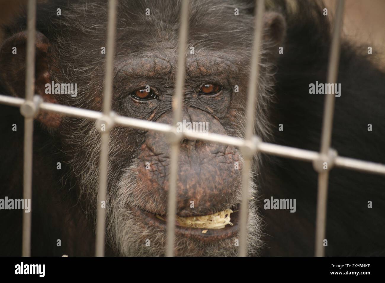Old chimpanzee in a zoo enclosure Stock Photo - Alamy