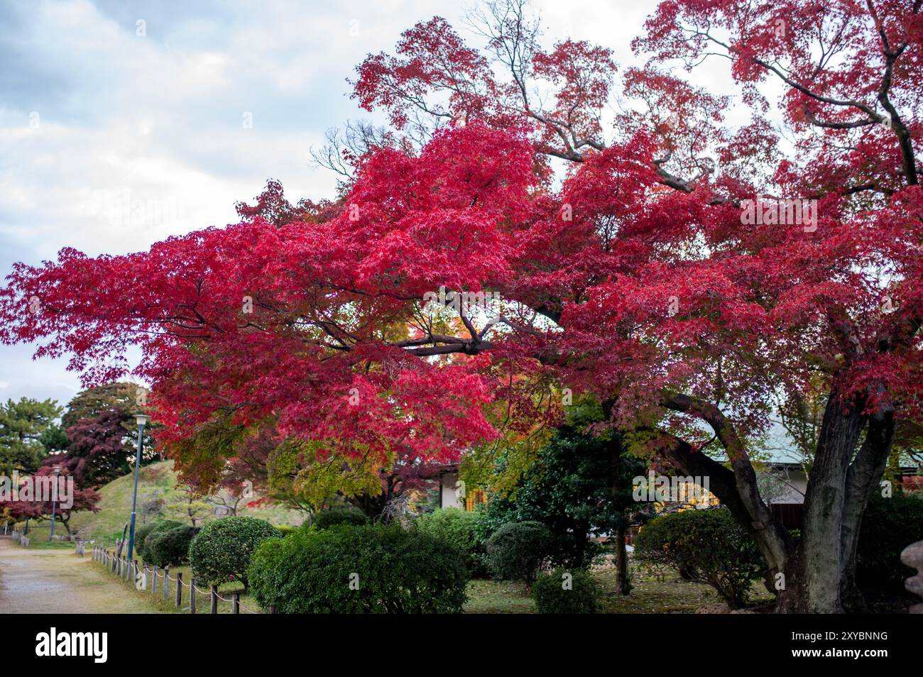 A stunning red maple tree in full autumn bloom, standing majestically ...