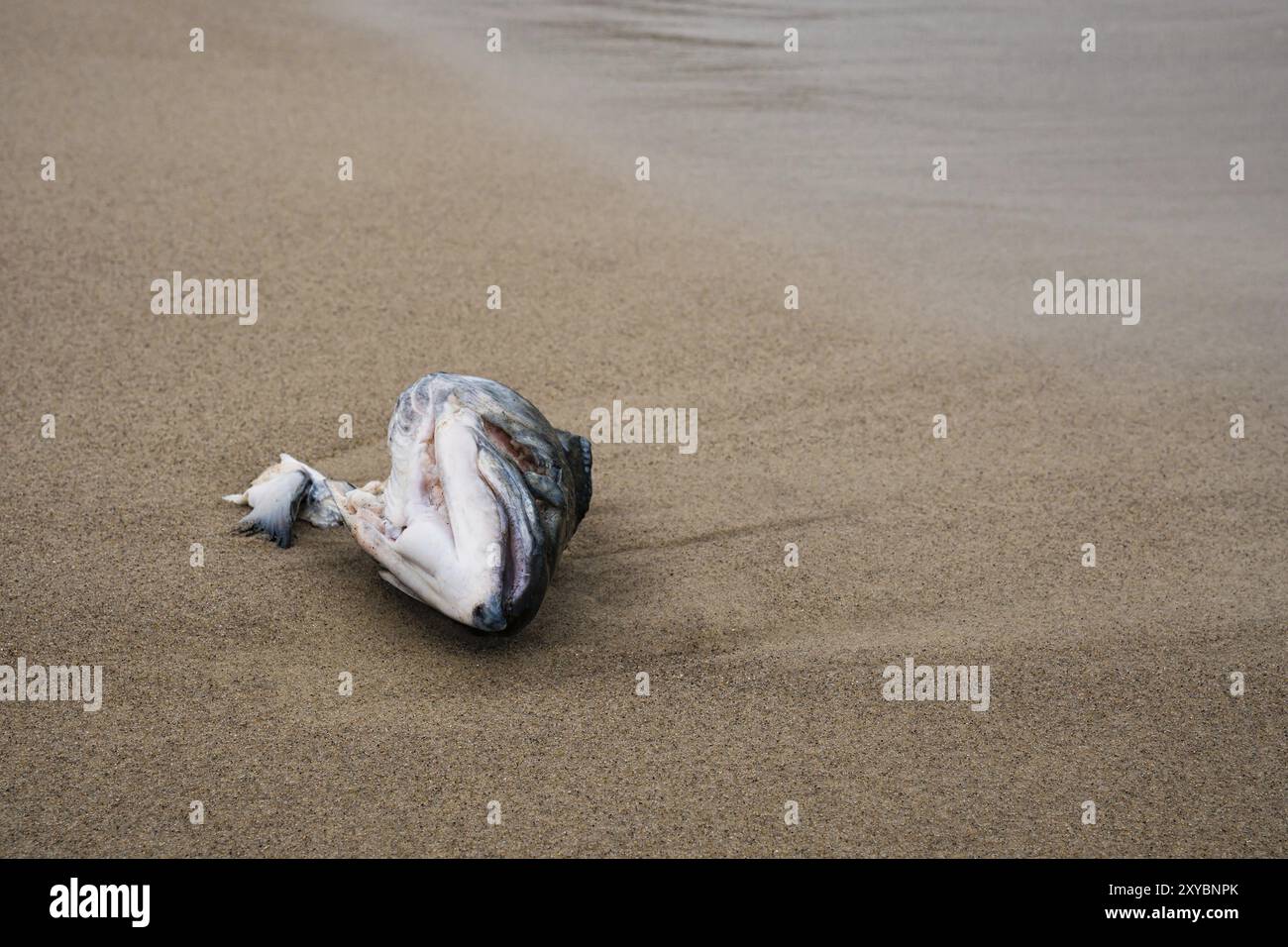 The head of a fish on the beach of the Baltic Sea Stock Photo - Alamy