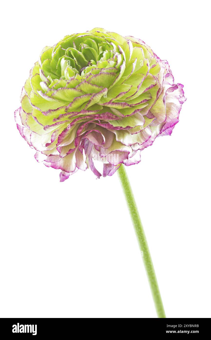 Ranunculus on a white background Stock Photo - Alamy