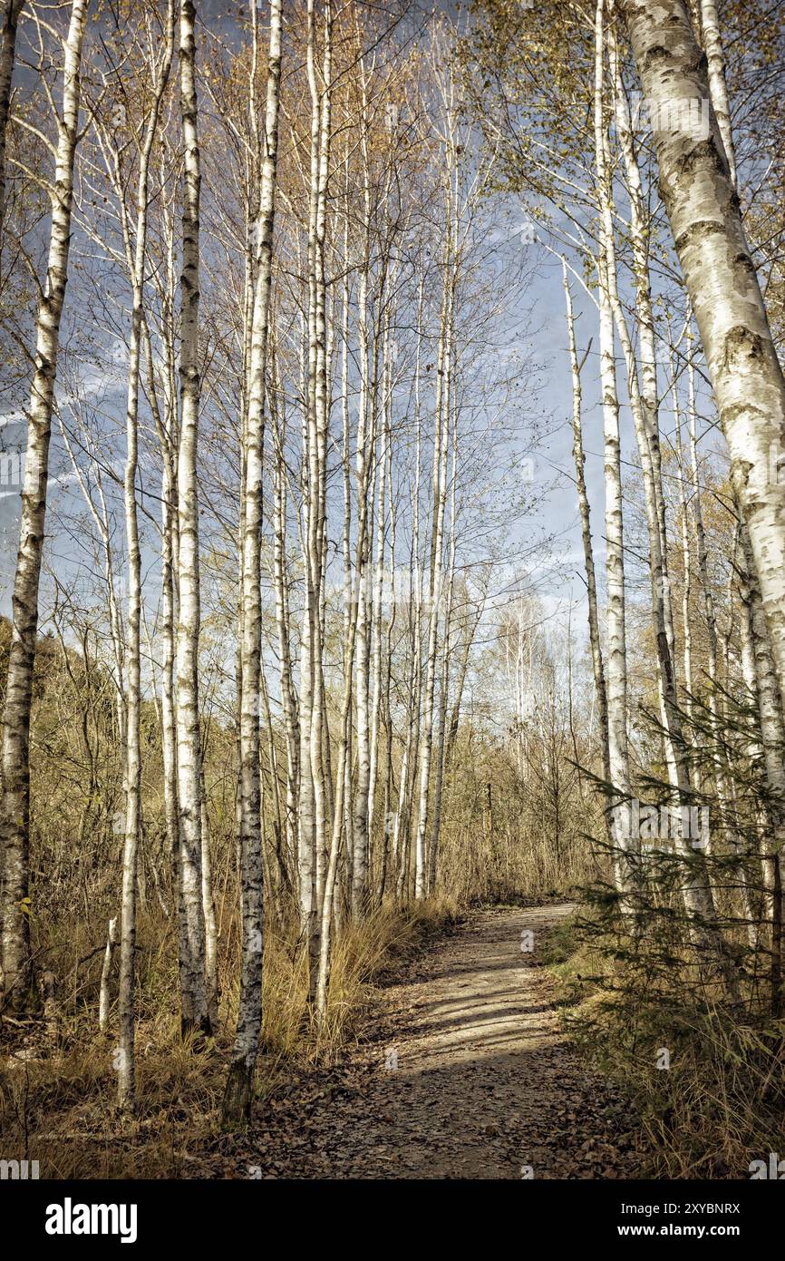 Autumnal forest path birches hi-res stock photography and images - Alamy