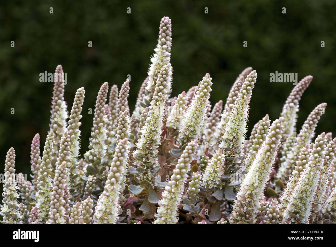 Chinese foolscap (Orostachys Iwarenge Stock Photo - Alamy