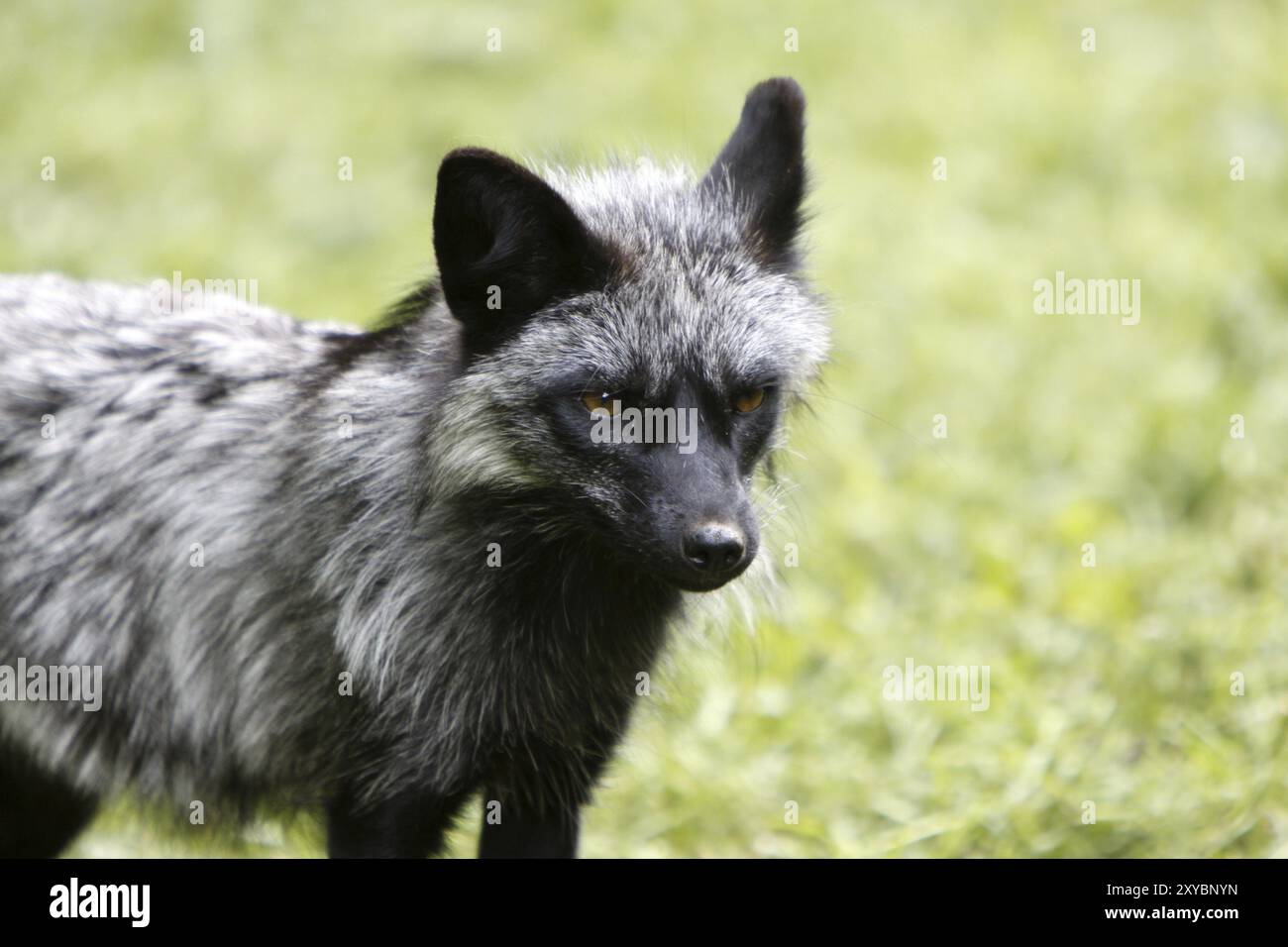 Red fox color variant hi-res stock photography and images - Alamy