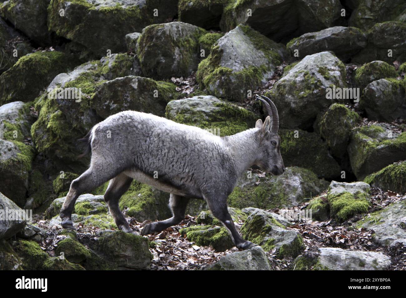 Ibexs habitat hi-res stock photography and images - Alamy