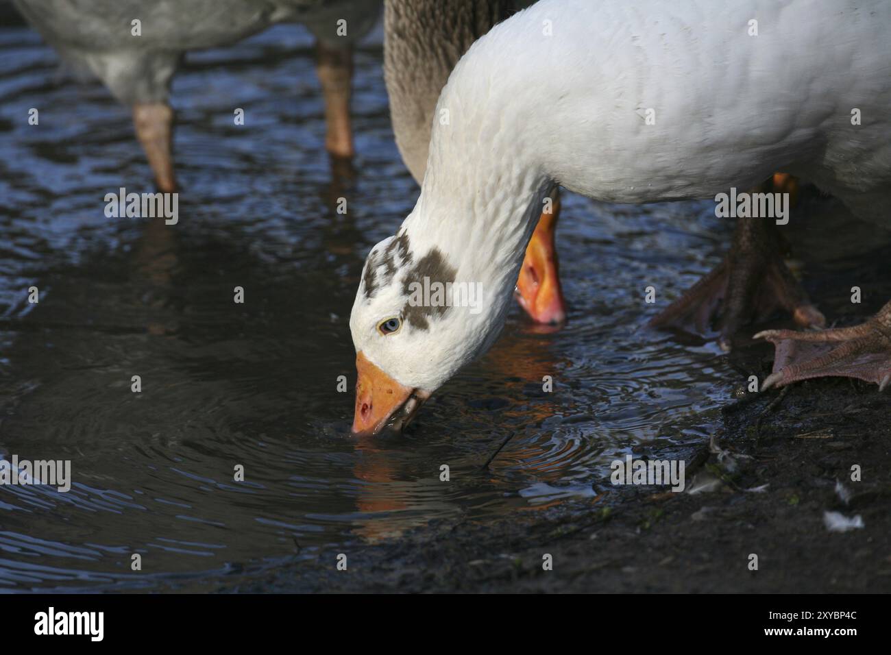 Freerange geese hi-res stock photography and images - Alamy