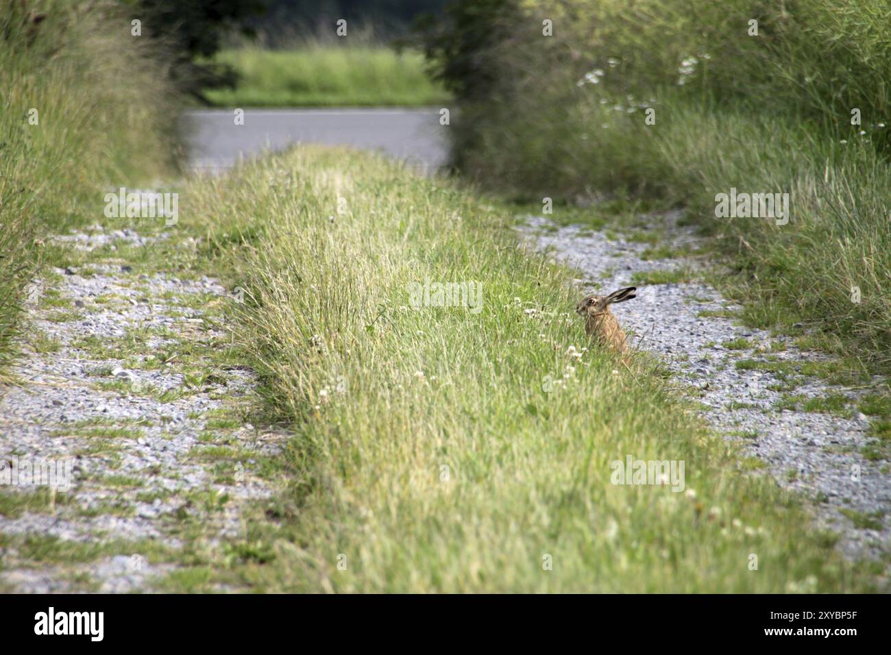 Field path with hare Stock Photo - Alamy
