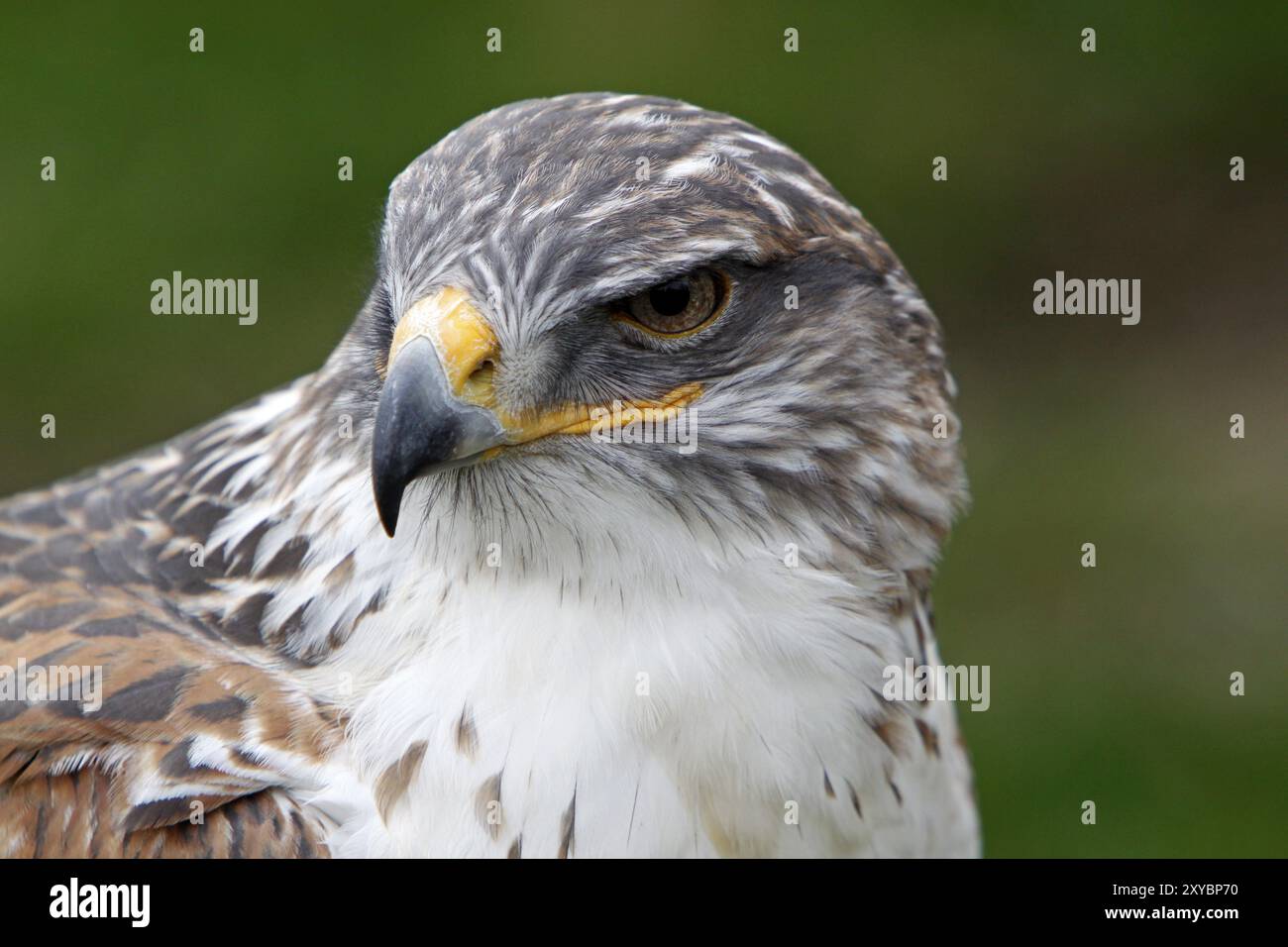 Royal Rough-legged Hawk Stock Photo - Alamy