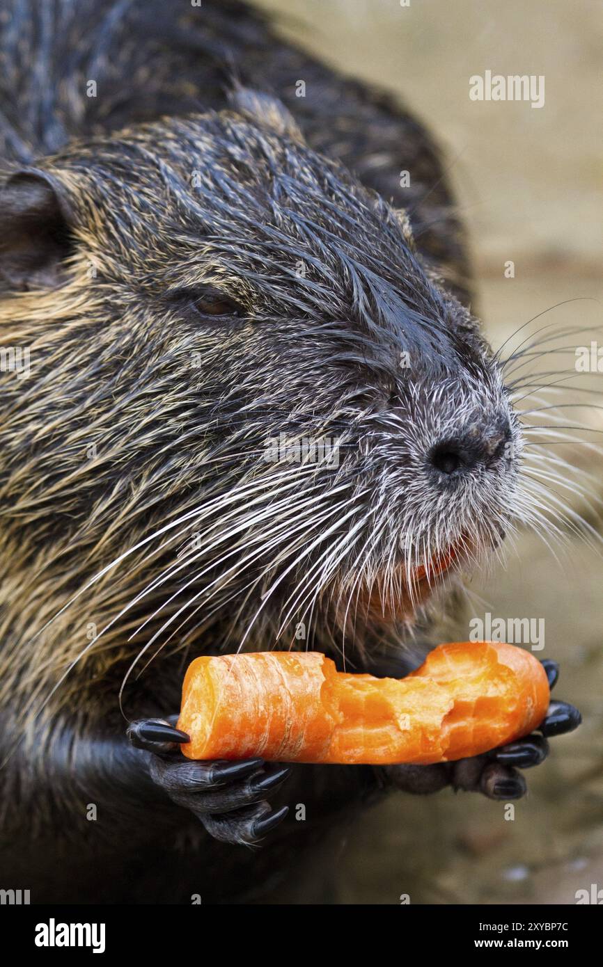 Nutria (Myocastor coypus Stock Photo - Alamy