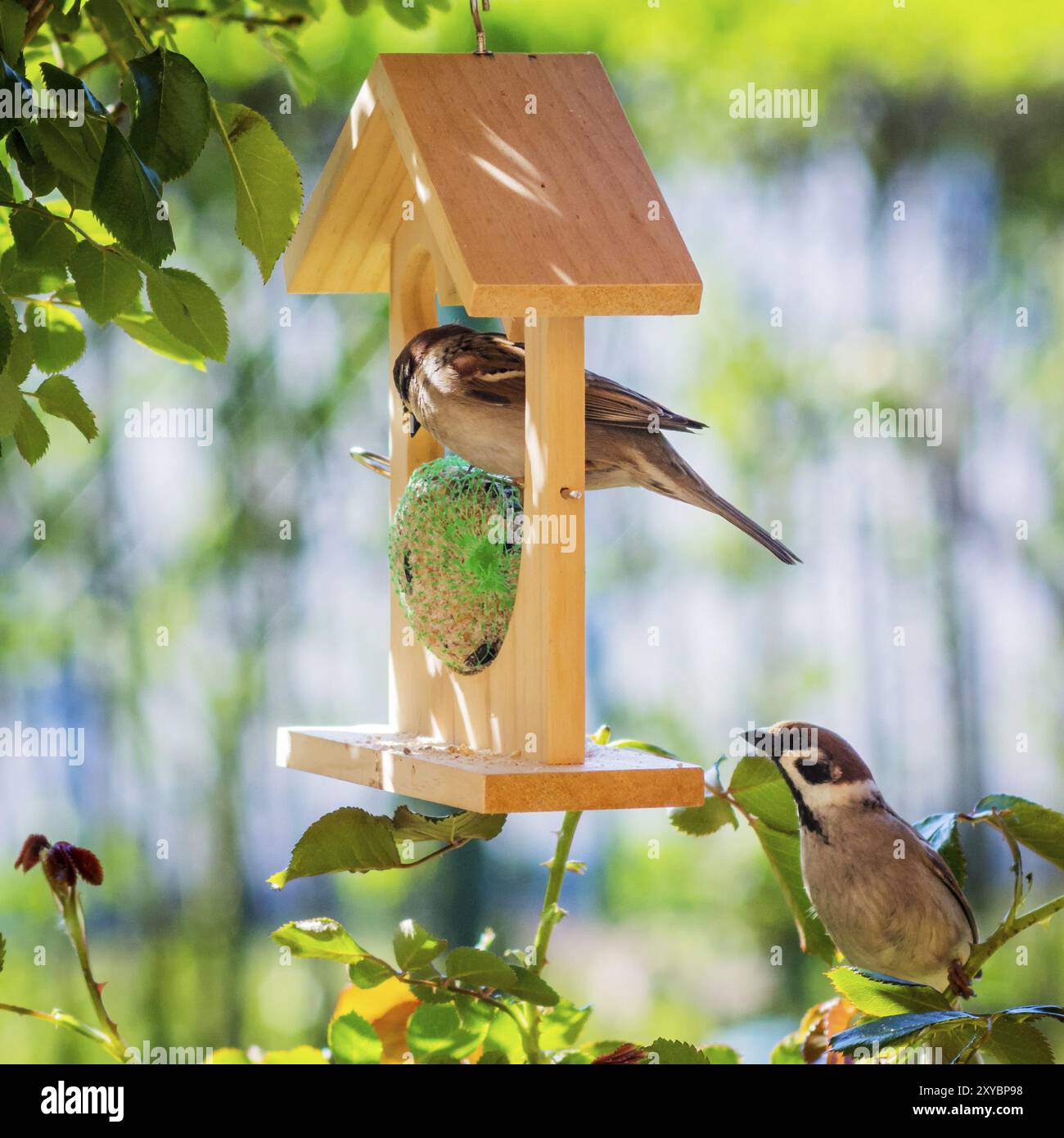 Sparrows at a feeder Stock Photo - Alamy
