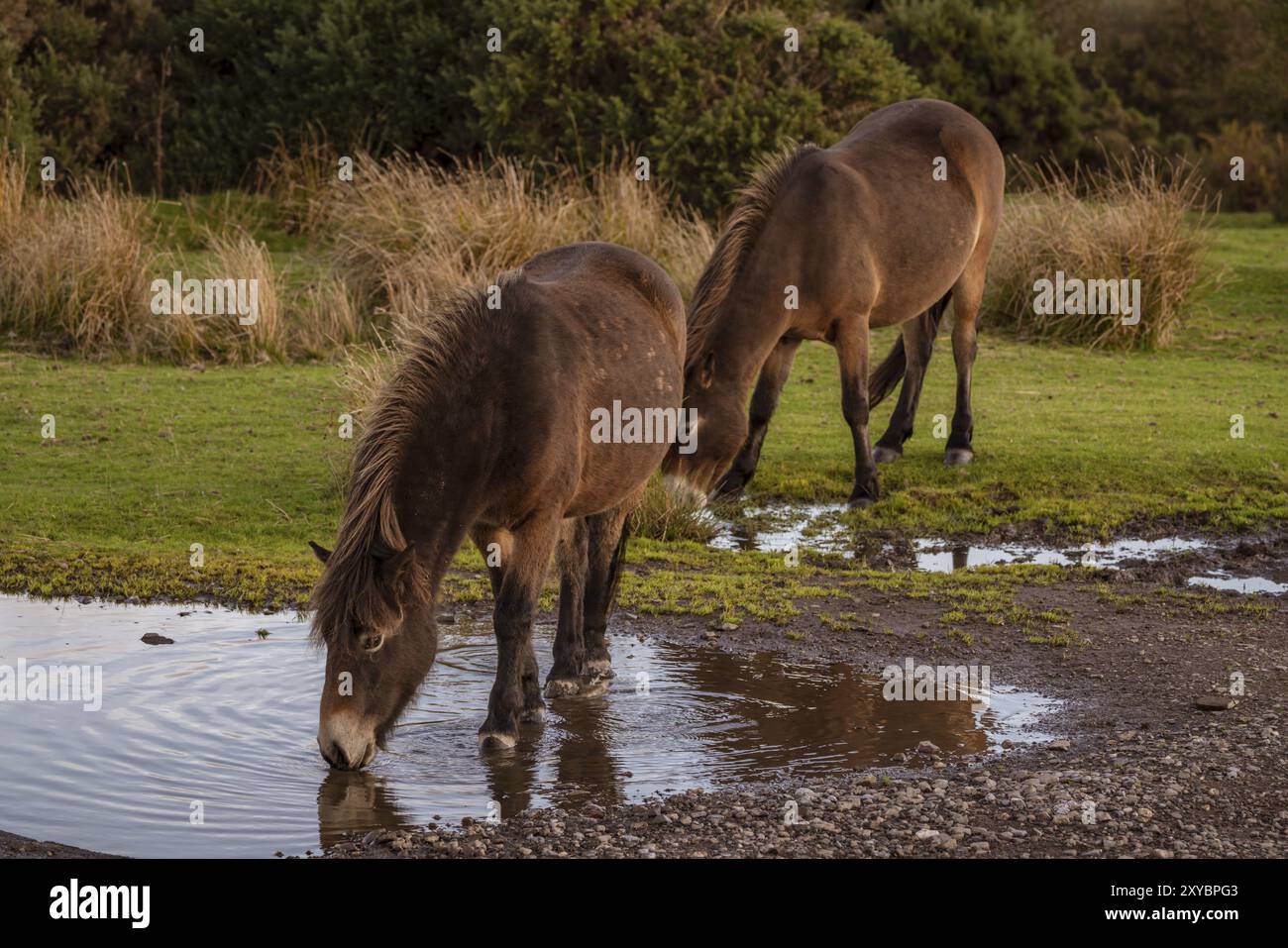 Wild Exmoor Ponies, seen on Porlock Hill in Somerset, England, UK Stock ...