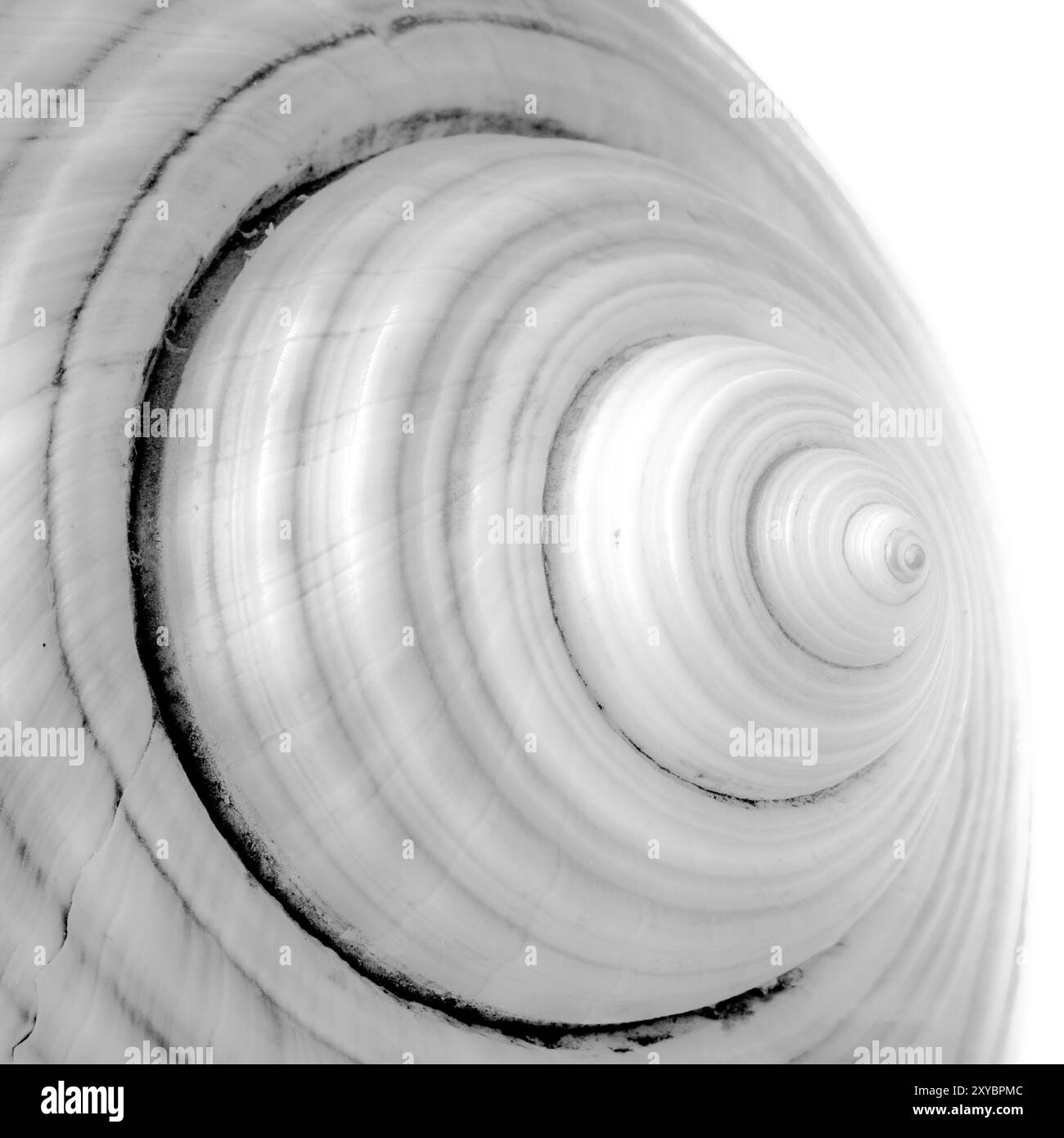 An abstract close up photo of a conch on a white background in black ...