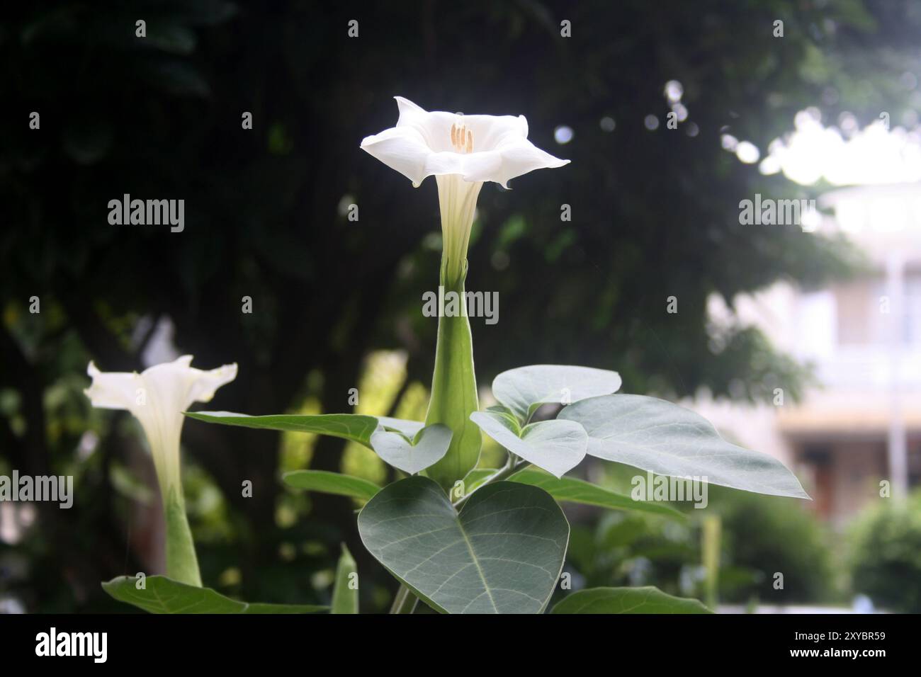Devil's trumpet flower (Datura metel) with green foliage Stock Photo ...