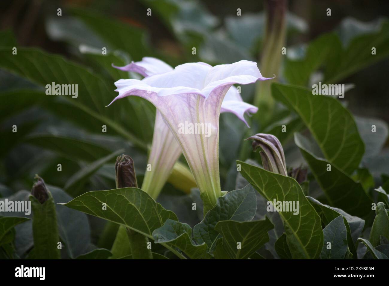 Devil's trumpet flower (Datura metel) with green foliage Stock Photo ...