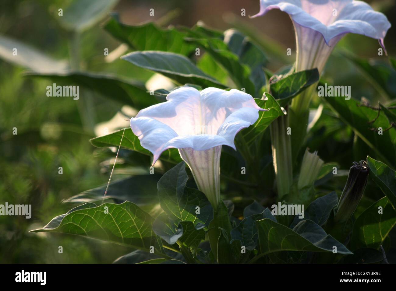 Devil's trumpet flower (Datura metel) with green foliage Stock Photo ...