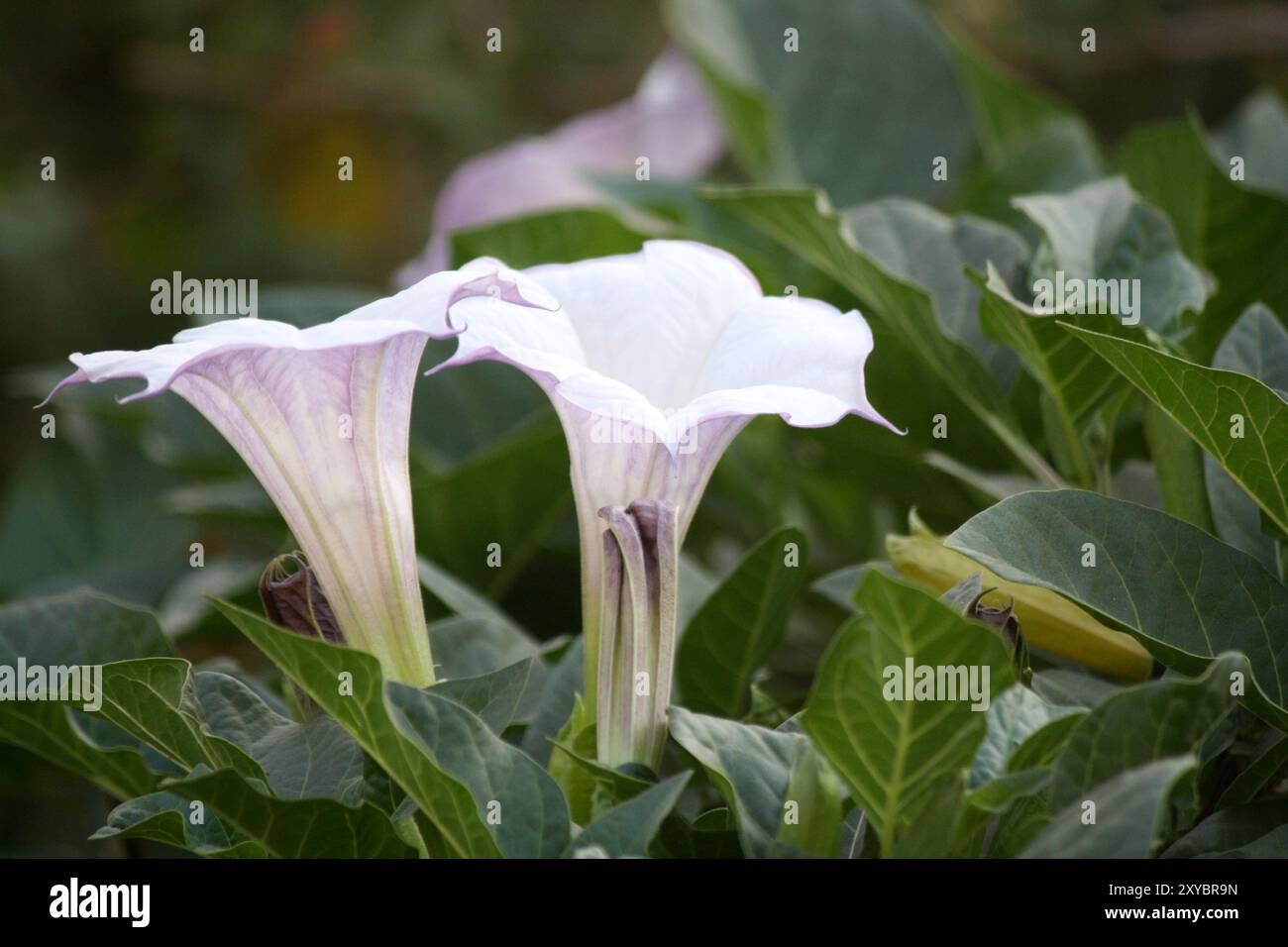 Devil's trumpet flower (Datura metel) with green foliage Stock Photo ...
