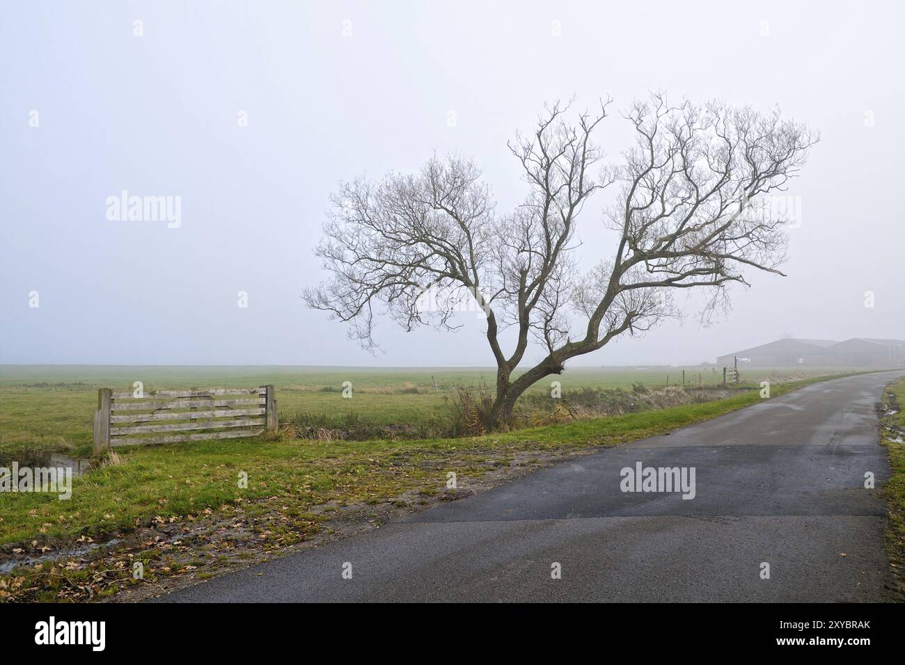 Lonely trees standing in middle hi-res stock photography and images - Alamy