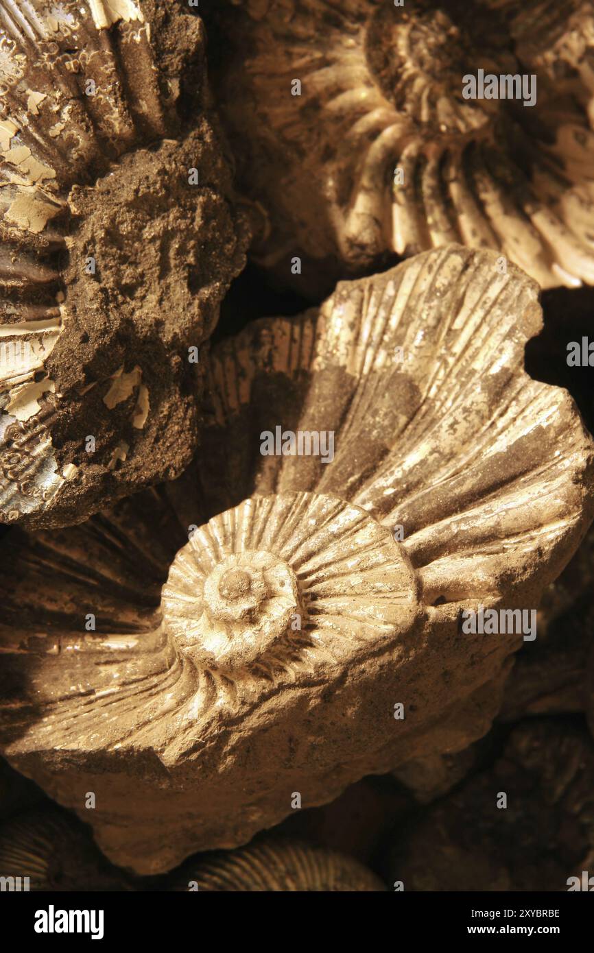 Fossilized bivalves hi-res stock photography and images - Alamy