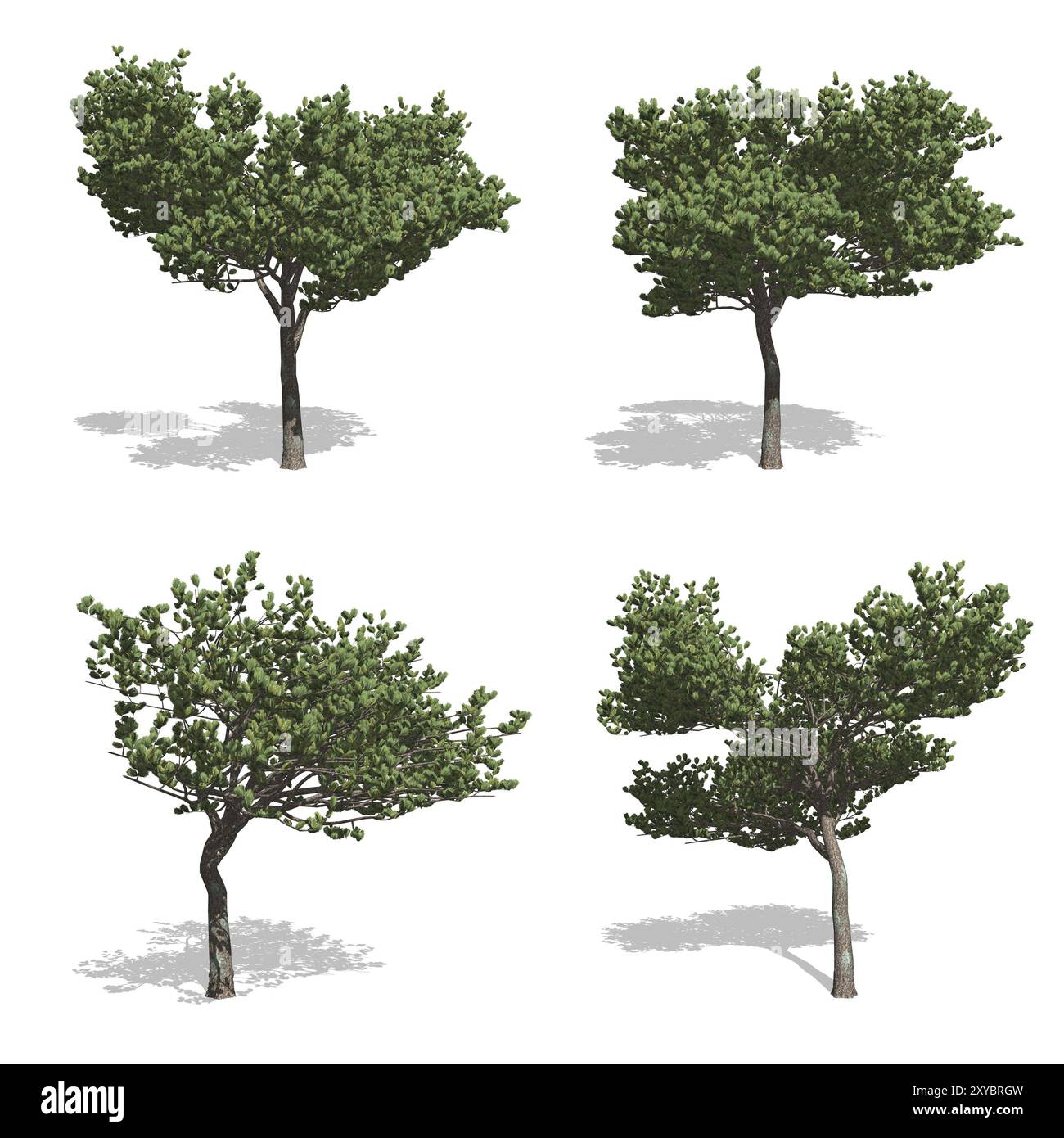 Coniferales pinales single tree trees tree hi-res stock photography and ...