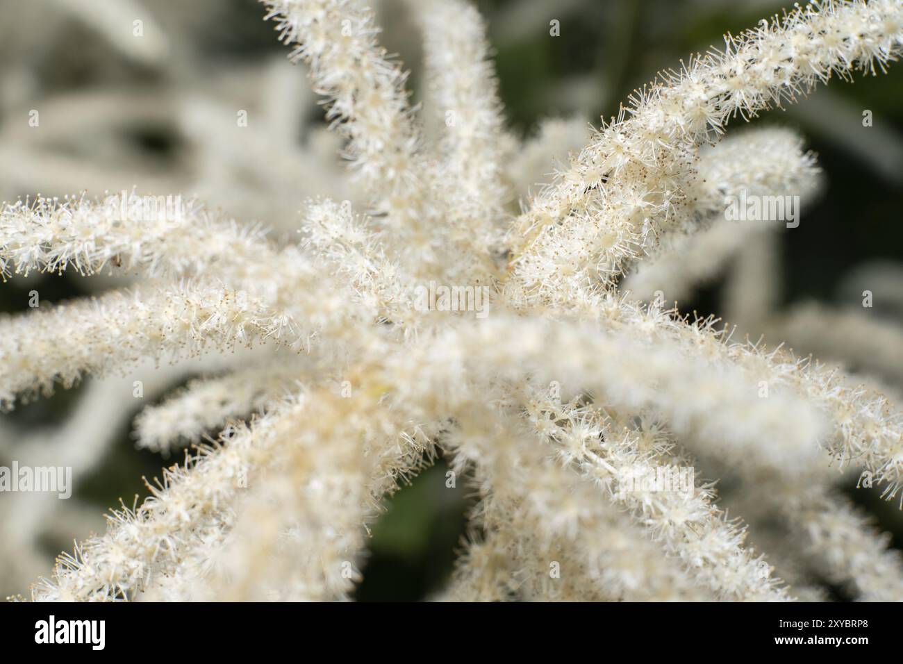 Aruncus dioicus sylvester hi-res stock photography and images - Alamy