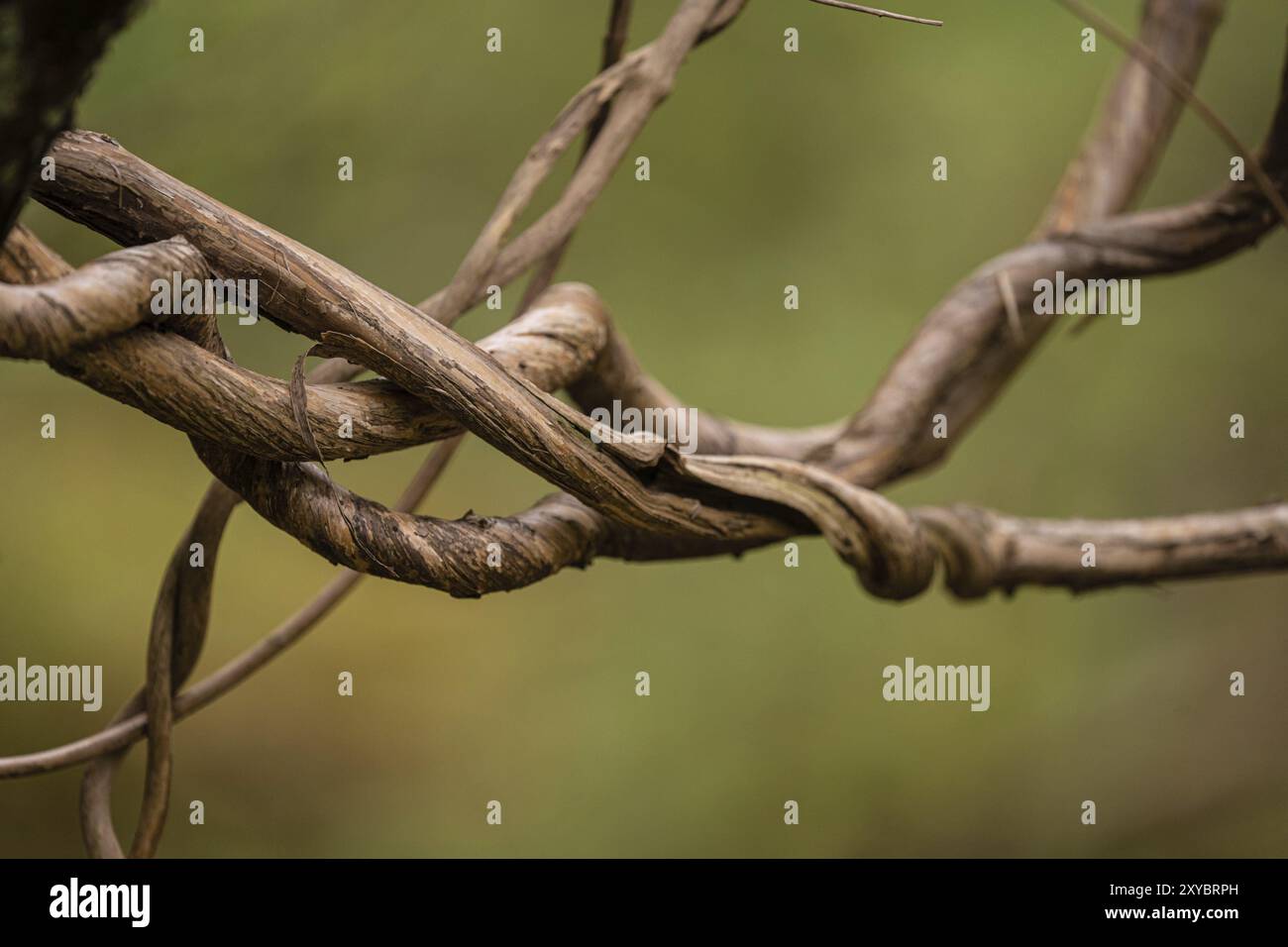 The twigs of the tree hi-res stock photography and images - Alamy
