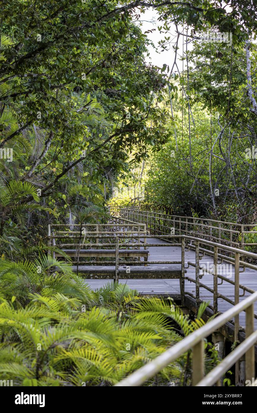 Wooden paths lead through the rainforest, Manuel Antonio National Park ...