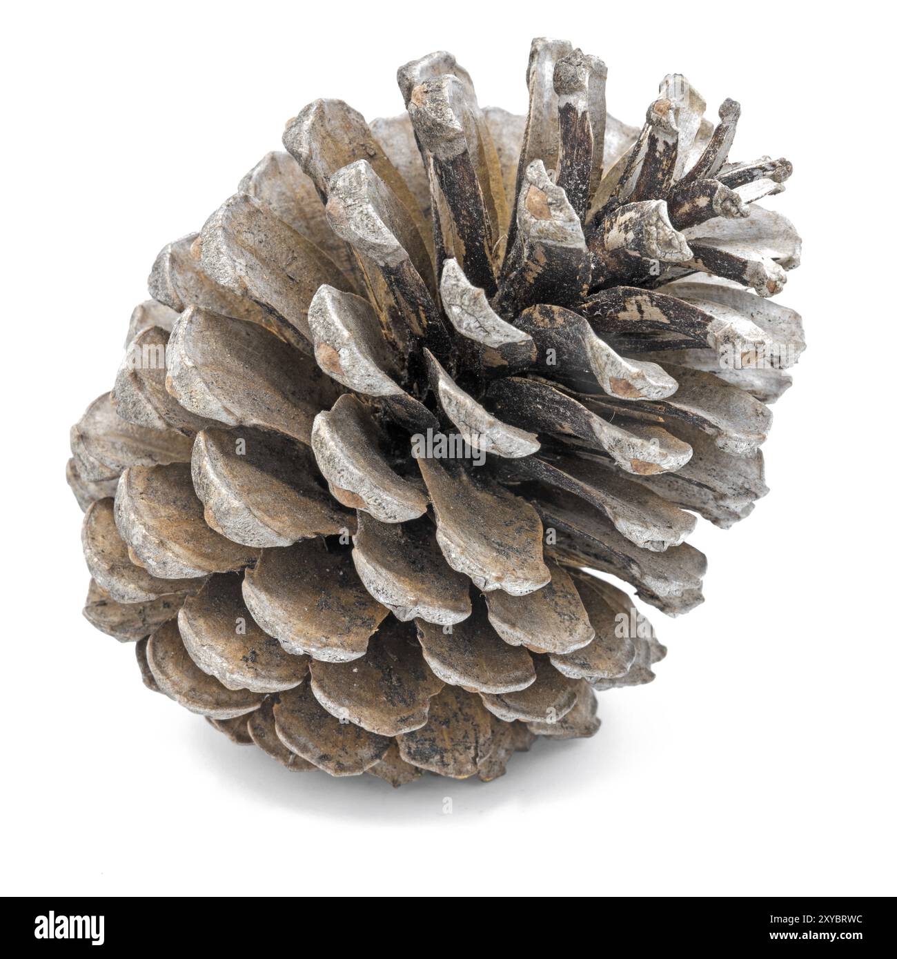 Large pine cone cropped on white Stock Photo - Alamy